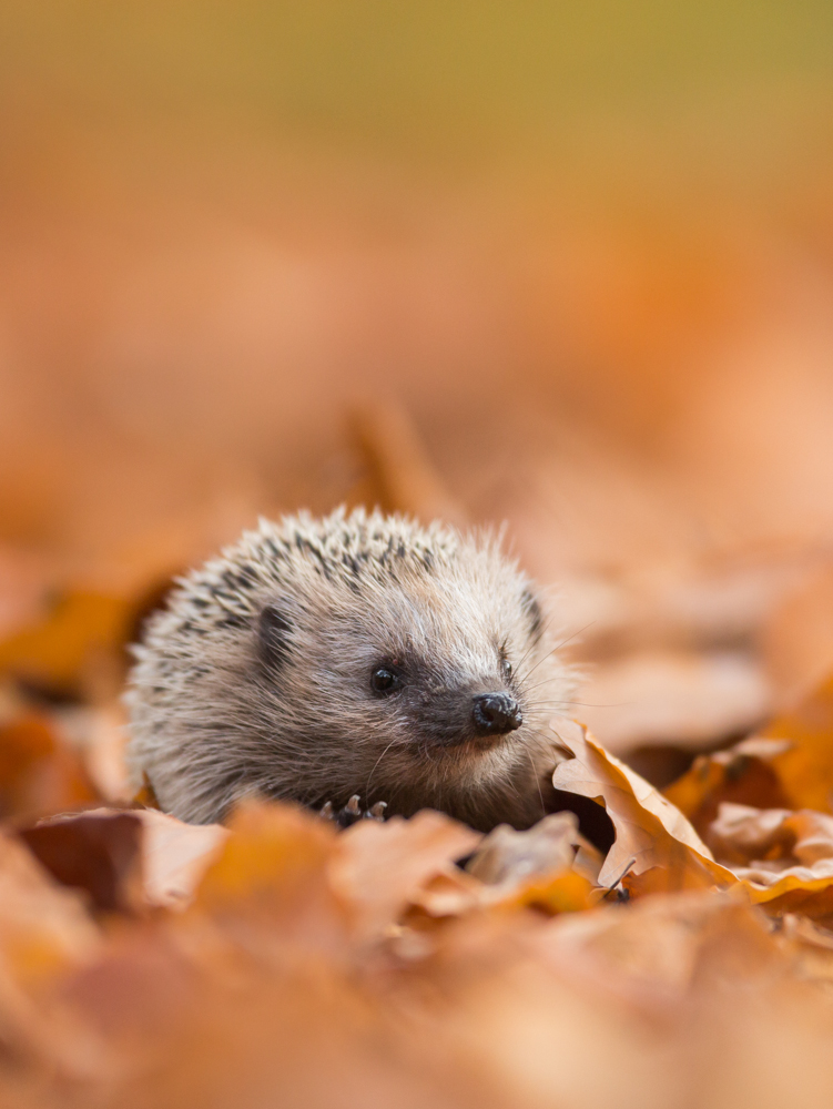 - Igel II - (Forum für Naturfotografen)