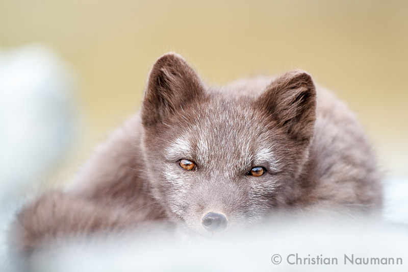 Junger Polarfuchs (Forum für Naturfotografen)