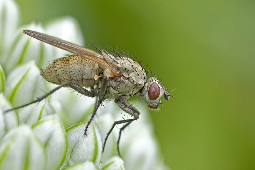 Fliege (Forum für Naturfotografen)
