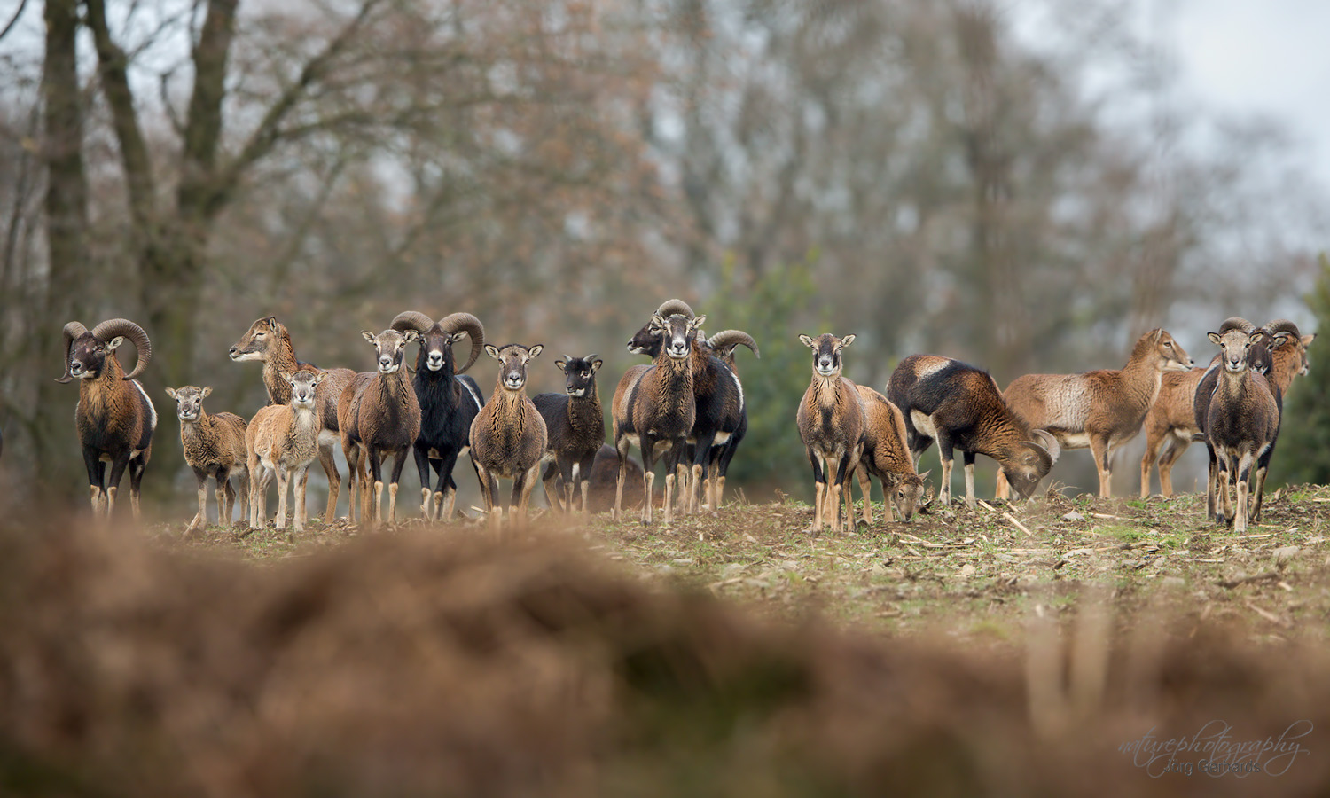 Muffelwild …… (ND) (Forum für Naturfotografen)