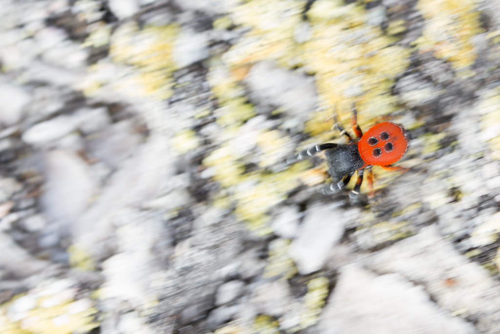 --Speedy-- (Forum für Naturfotografen)