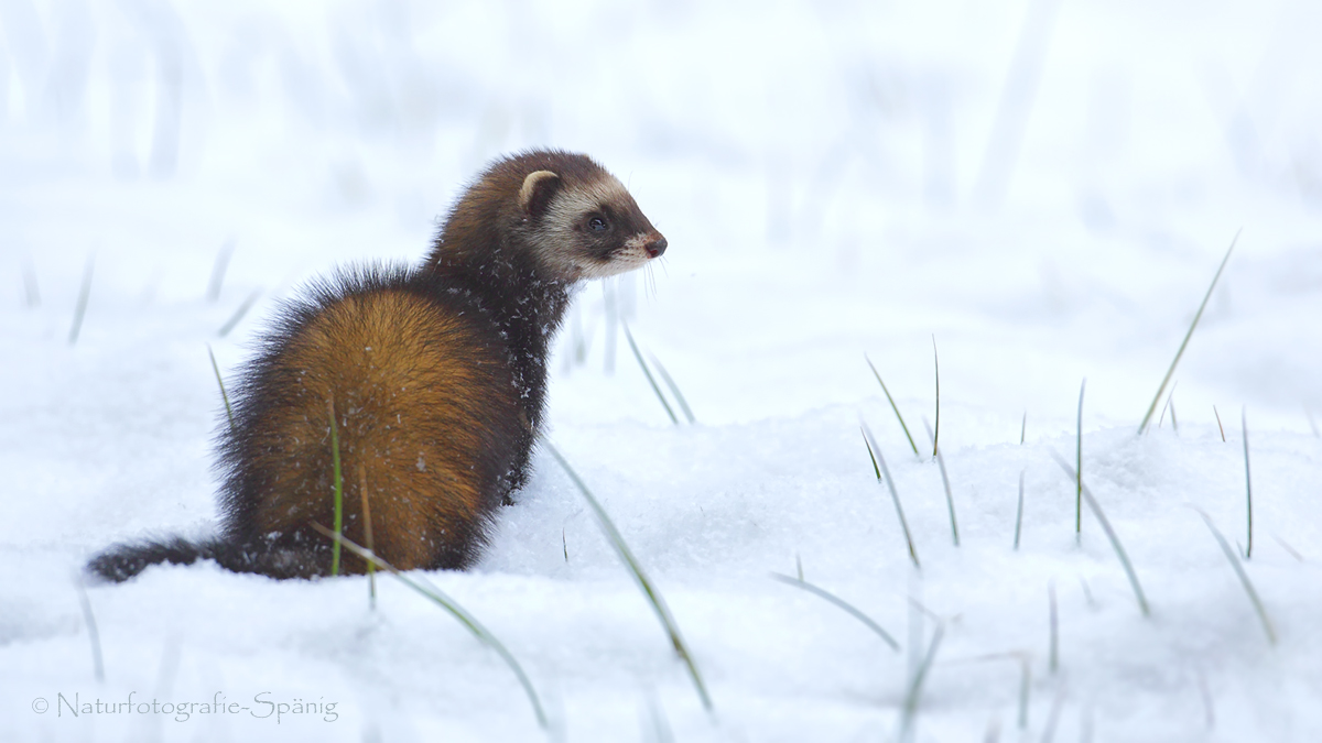 Der Europäische Iltis ... (Forum für Naturfotografen)