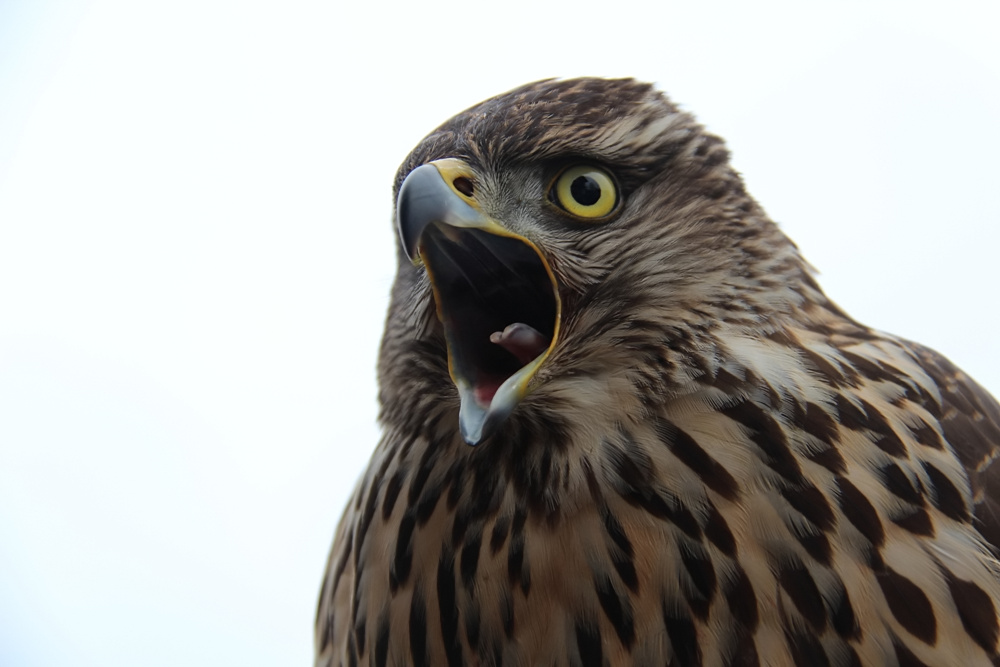 Der Habicht (Forum für Naturfotografen)