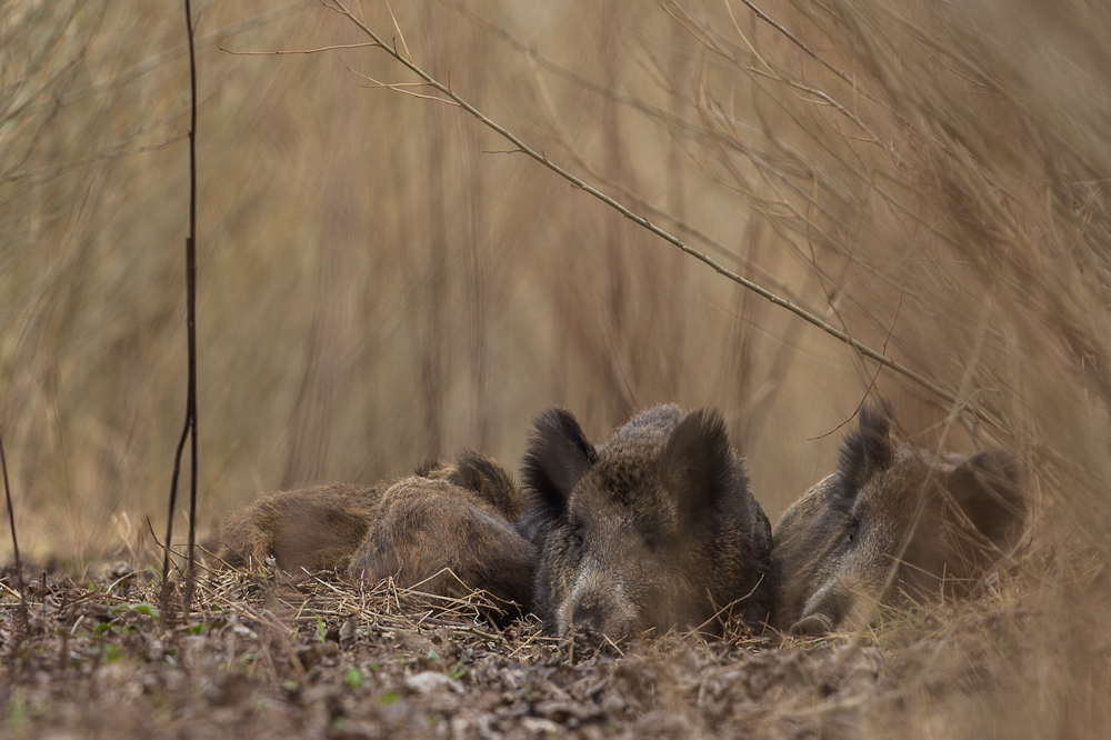 Tierbild des Monats Februar 2014 (Forum für Naturfotografen)