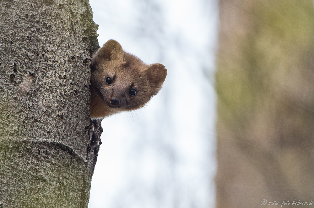 Baummarder (Forum für Naturfotografen)