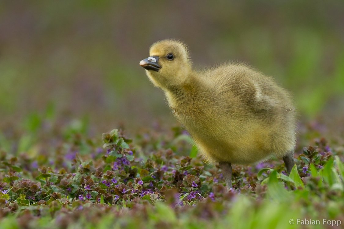 Graugans-Küken (Forum für Naturfotografen)