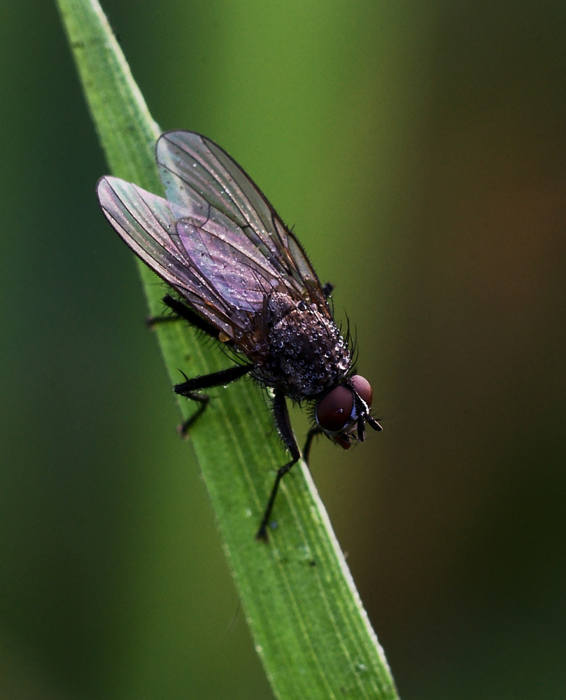 Die Fliege Nr.2 (Forum für Naturfotografen)