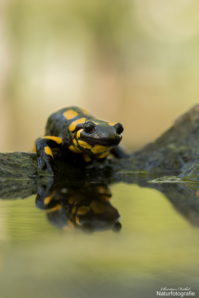 - Salamander - (Forum für Naturfotografen)