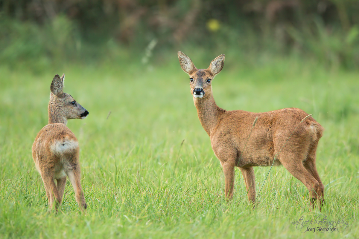 Reh mit Kitz…. (Forum für Naturfotografen)