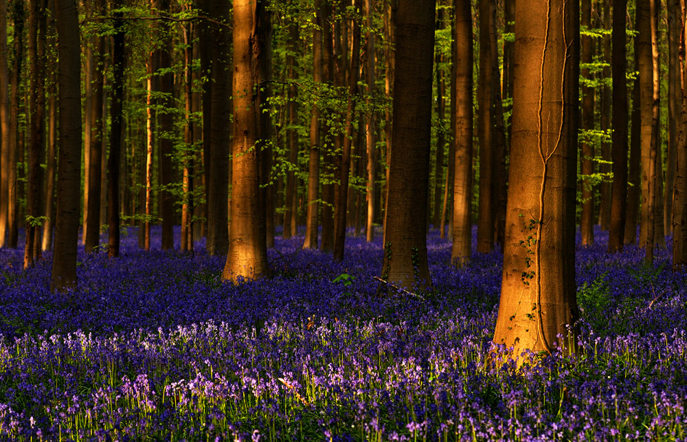 Hallerbos (Forum für Naturfotografen)