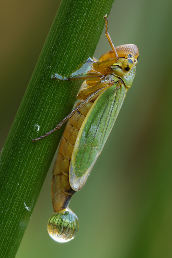 Blupp Forum Für Naturfotografen