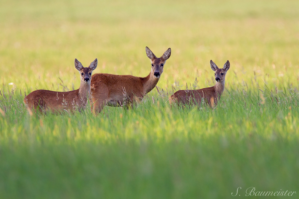 Familie Reh (Forum für Naturfotografen)