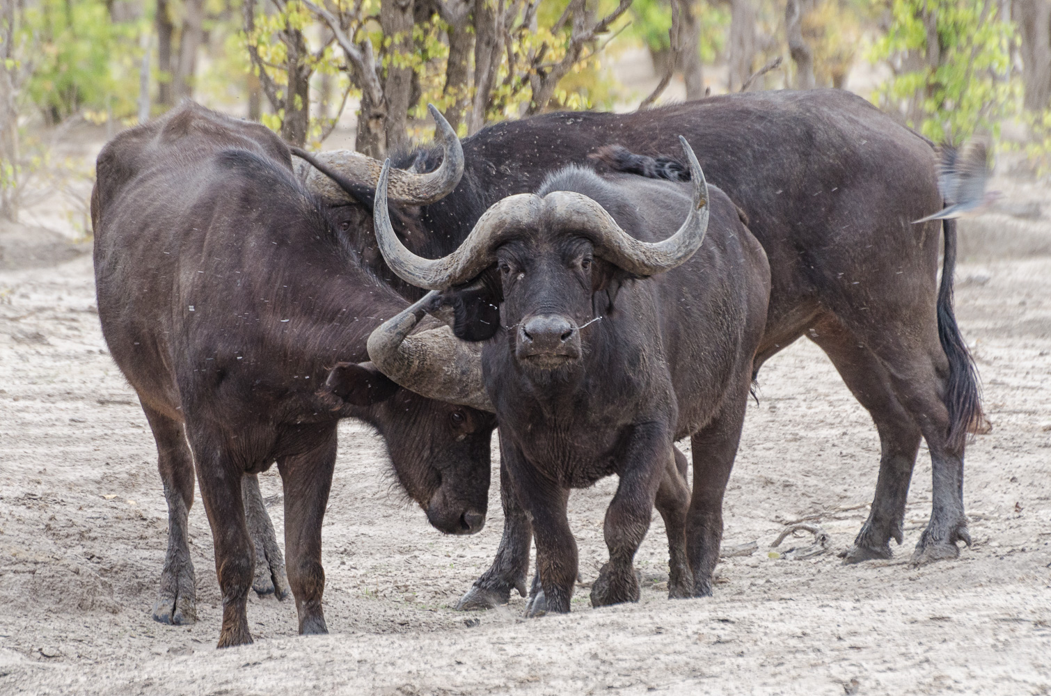buffalos (Forum für Naturfotografen)
