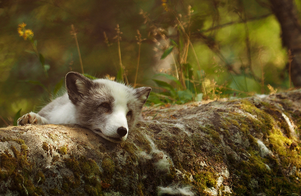Ein müder Krieger...... (Forum für Naturfotografen)