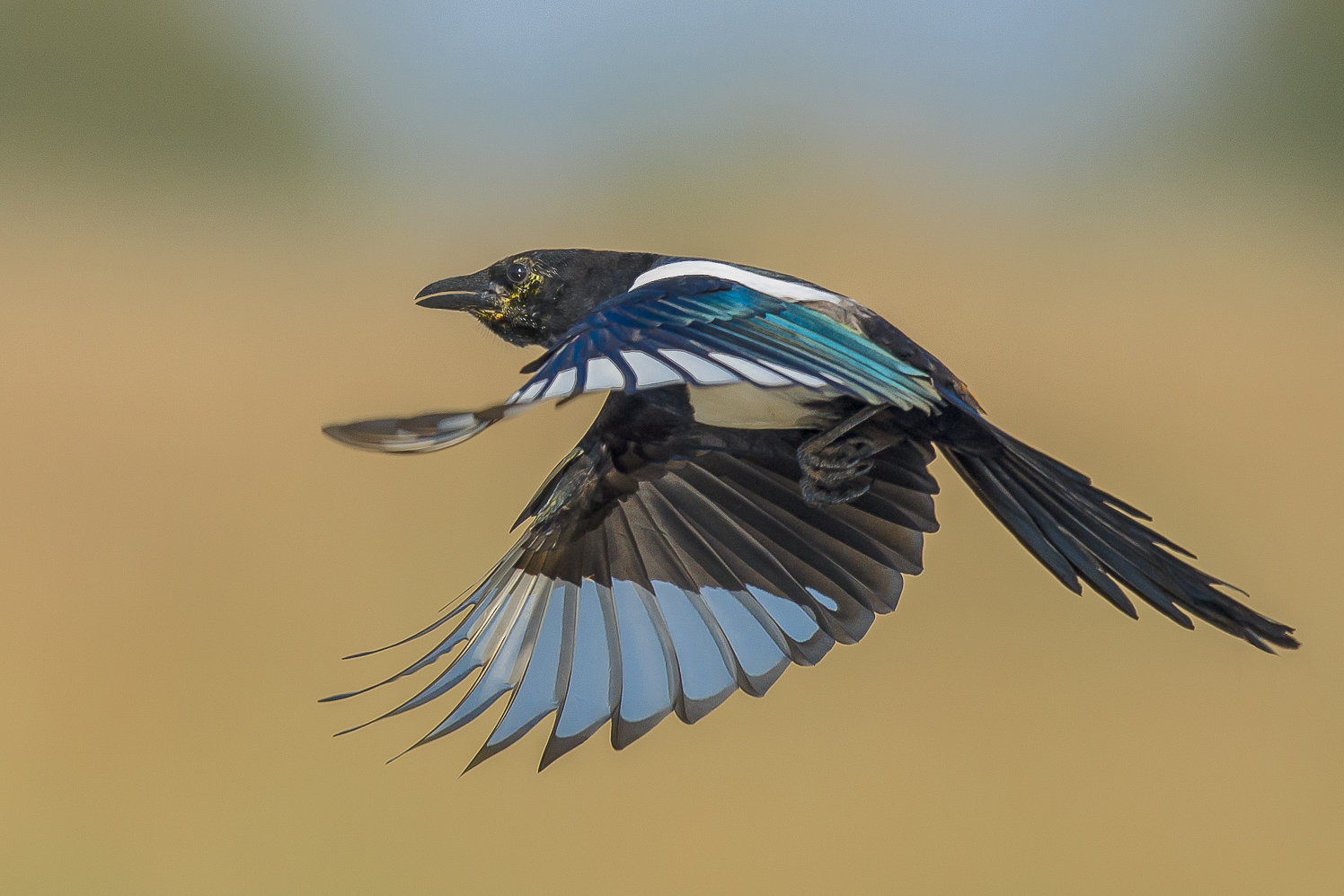 Elster Im Flug