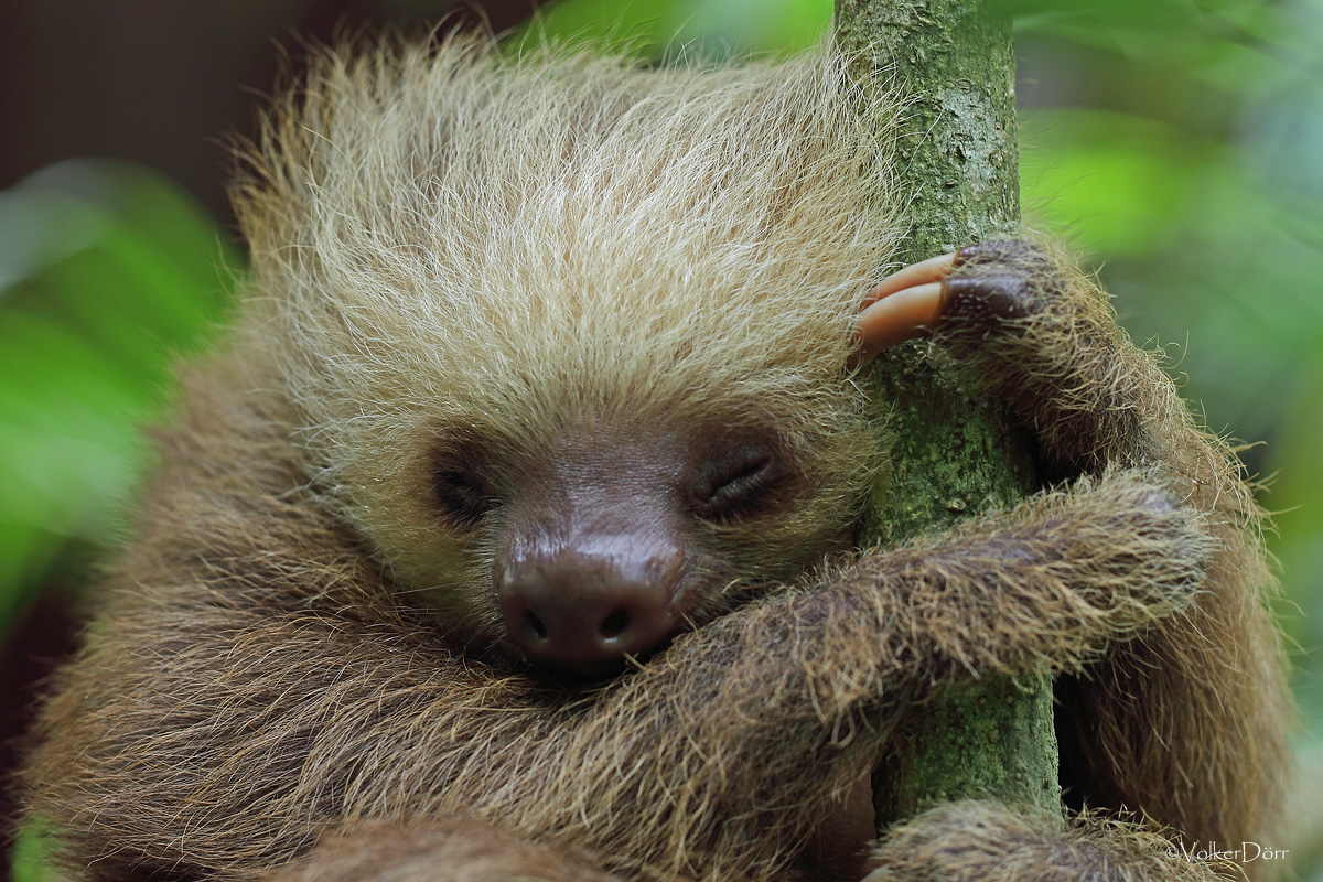 Zweifinger-Faultier (Forum für Naturfotografen)