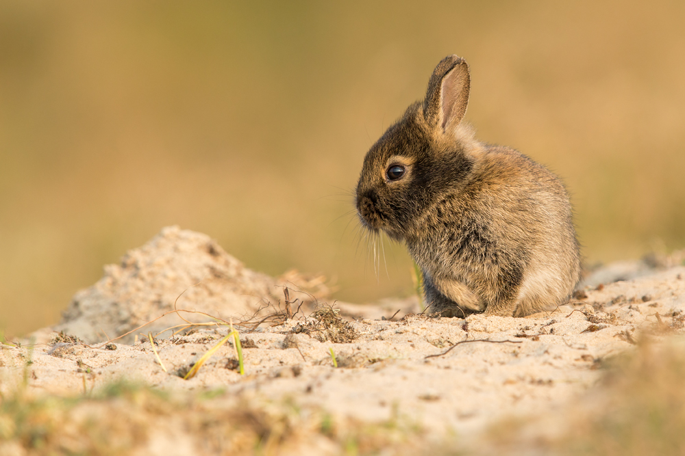 Wildkaninchen (Forum für Naturfotografen)