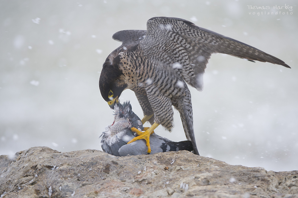Wanderfalke (Forum für Naturfotografen)