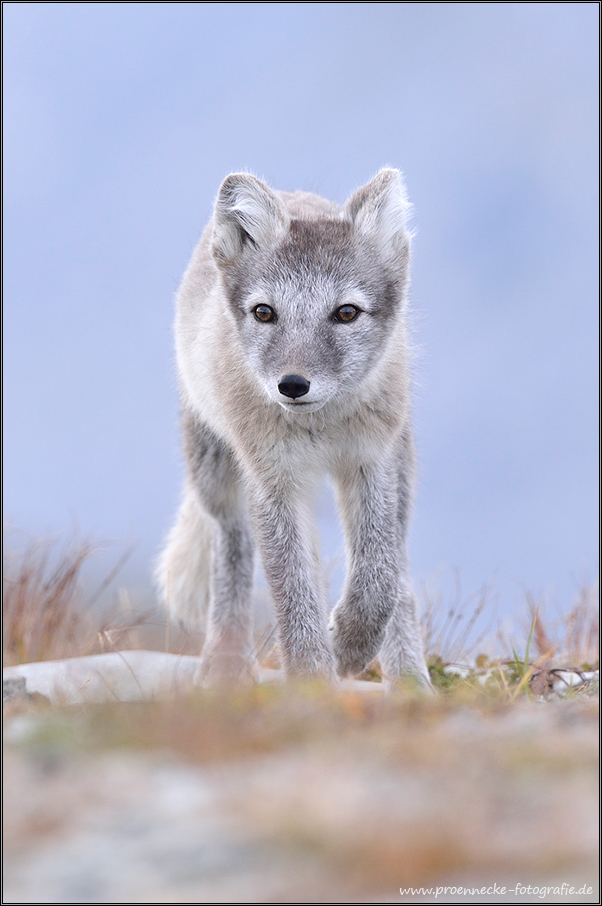 Fjellrev (Forum für Naturfotografen)