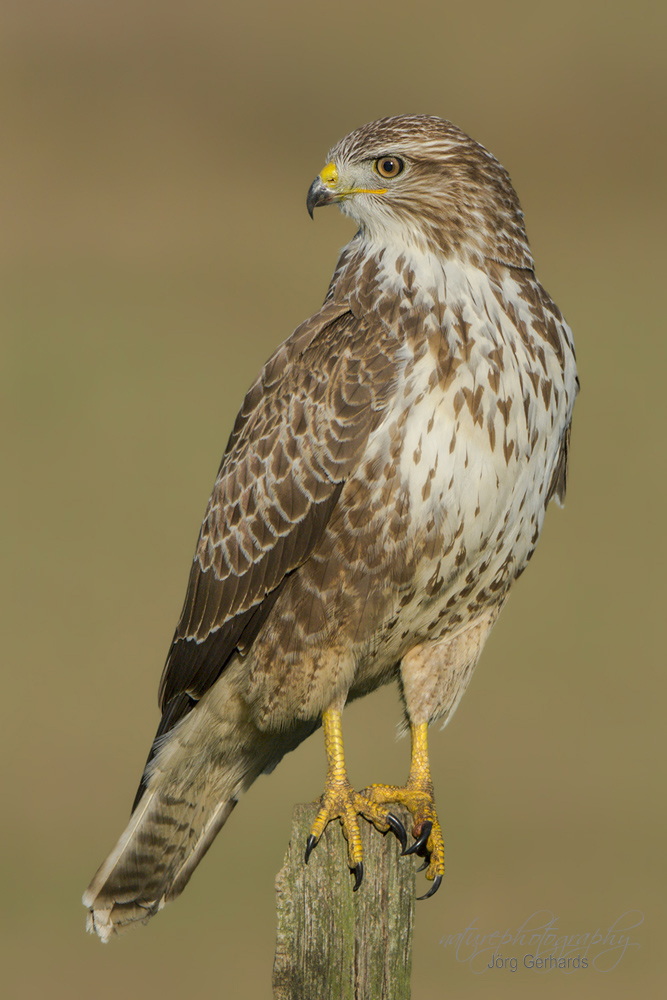 Mäusebussard..... (Forum für Naturfotografen)