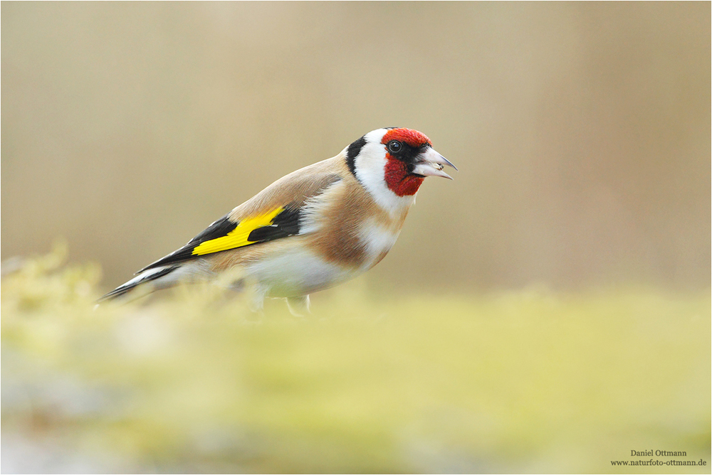 Distelfink (Forum für Naturfotografen)