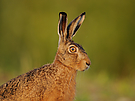 Hase (Forum für Naturfotografen)