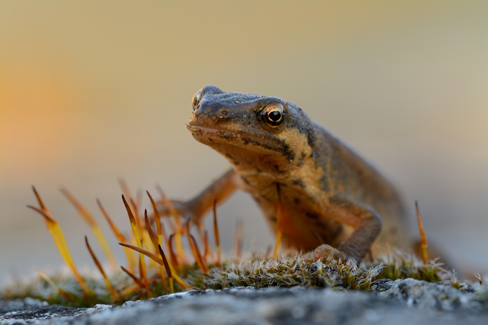 Molch (Forum für Naturfotografen)
