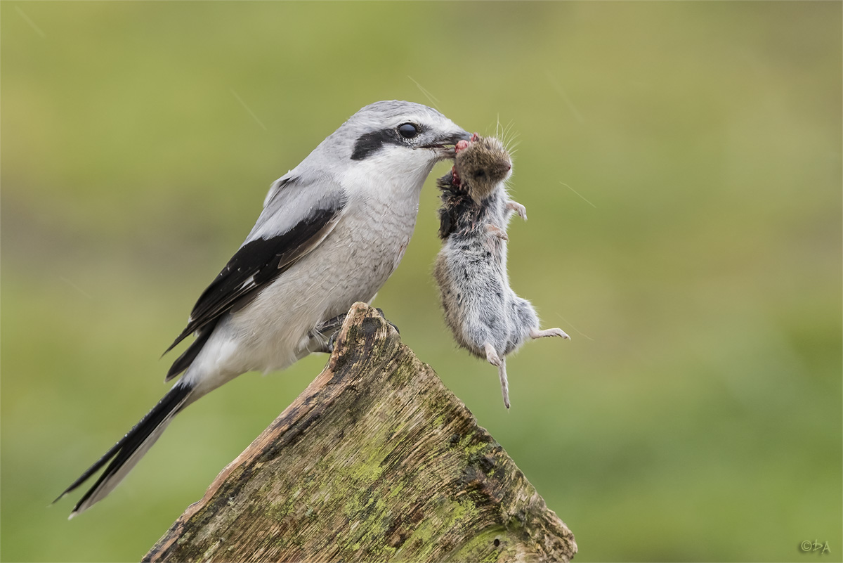 Fette Beute (Forum für Naturfotografen)