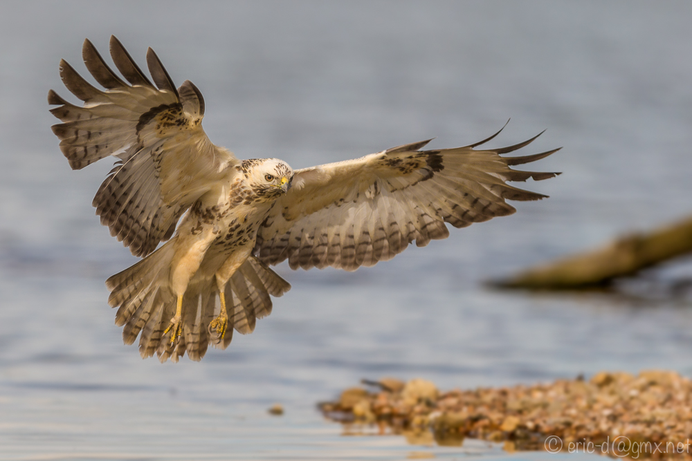 Im Landeanflug (Forum für Naturfotografen)