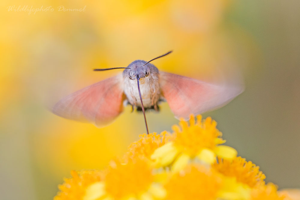 Taubenschwänzchen... (Forum für Naturfotografen)