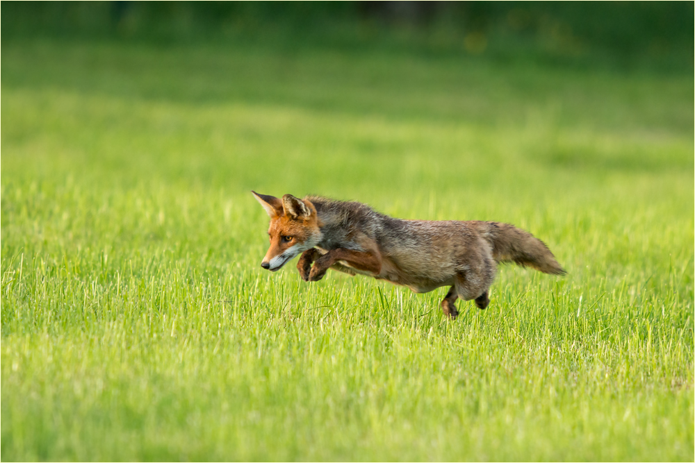 Fuchssprung... (Forum für Naturfotografen)
