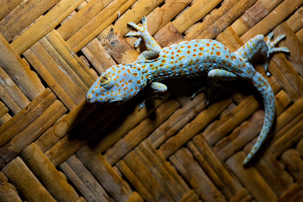 ~ Tokeh ~ (Forum für Naturfotografen)