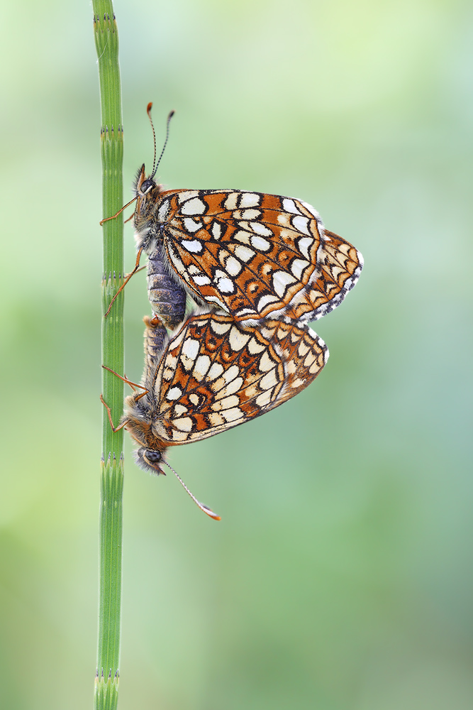 ~Kopula~ (Forum für Naturfotografen)