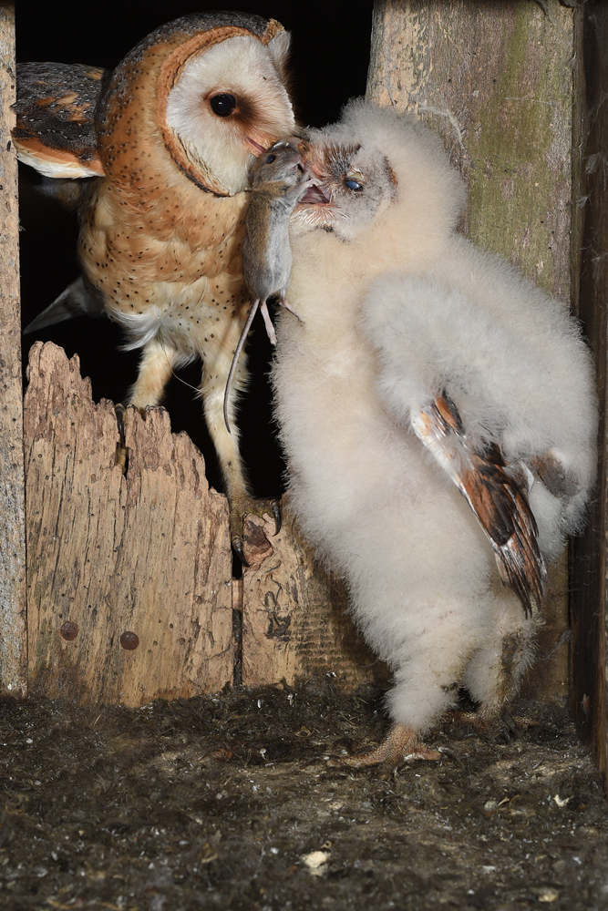 Sieben junge Schleiereulen (Forum für Naturfotografen)
