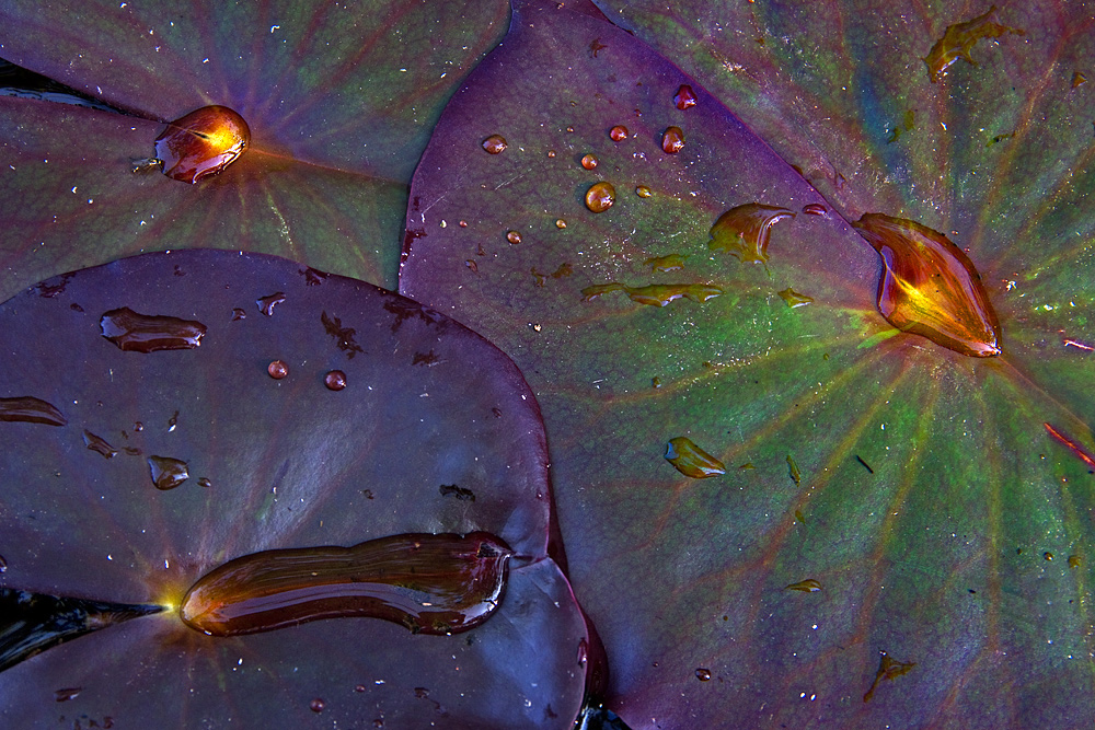 Lotuseffekt (Forum für Naturfotografen)