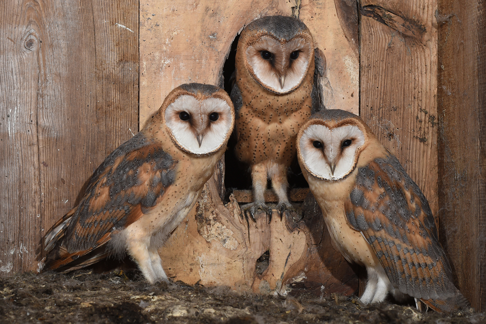 Schleiereulen (Forum für Naturfotografen)