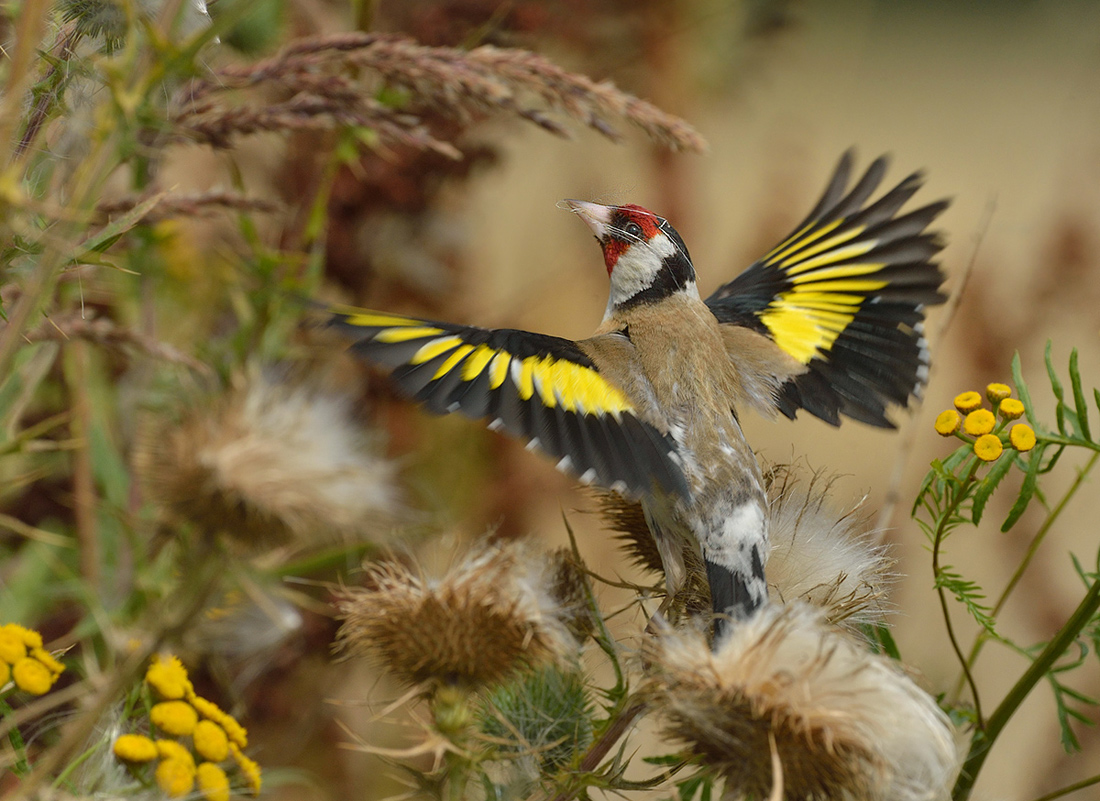 Distelfink (Forum für Naturfotografen)