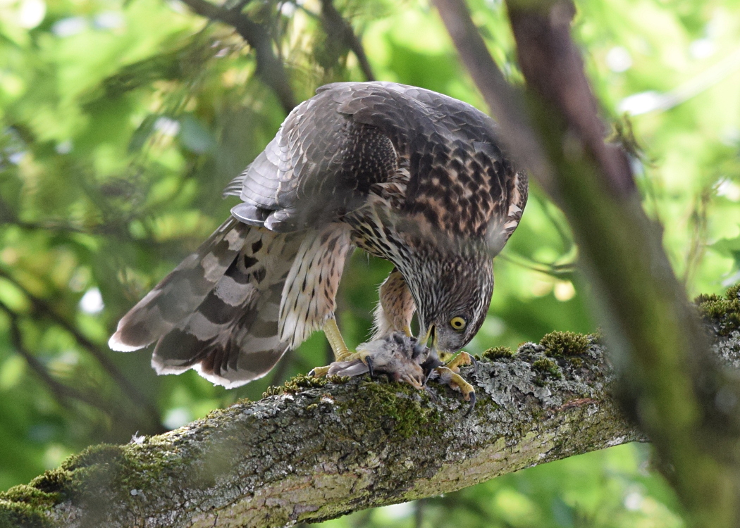 Junger Habicht (Forum für Naturfotografen)