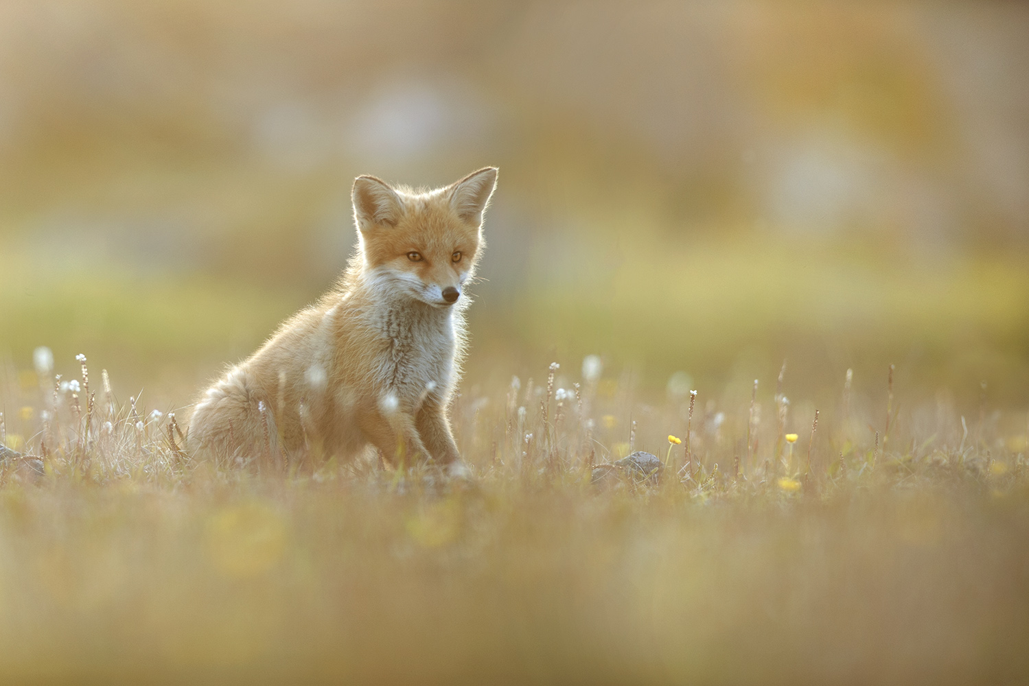 Tierbild des Monats August 2015 (Forum für Naturfotografen)