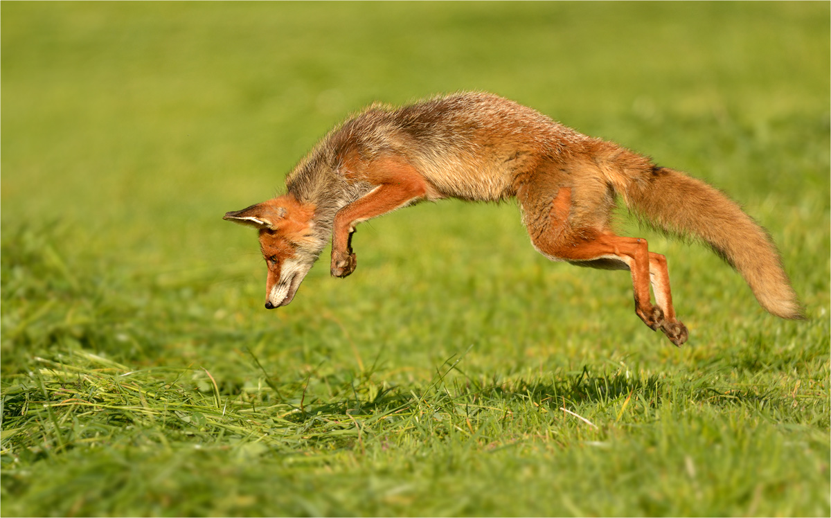 Erfolgreicher Jäger (Forum für Naturfotografen)