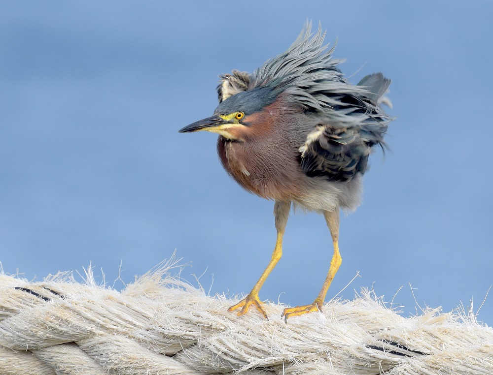 Grünreiher schüttelt sich (Forum für Naturfotografen)