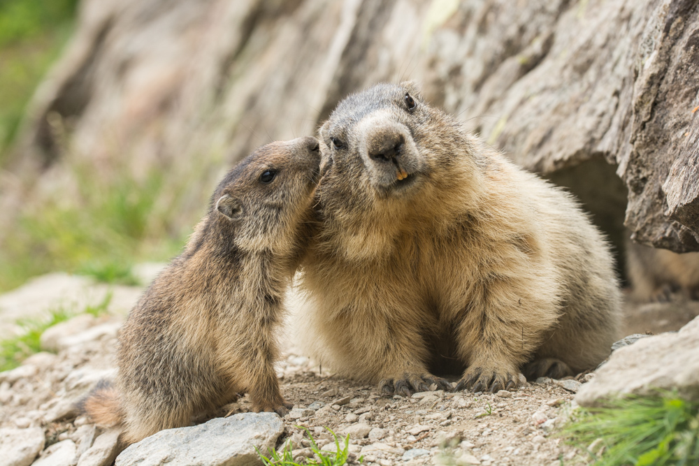 ~ Horch mal Mama ... ~ (Forum für Naturfotografen)