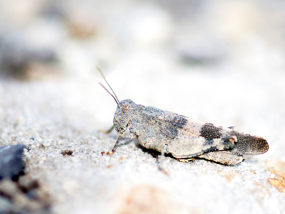 Petrophagus loriotii :-) (Forum für Naturfotografen)