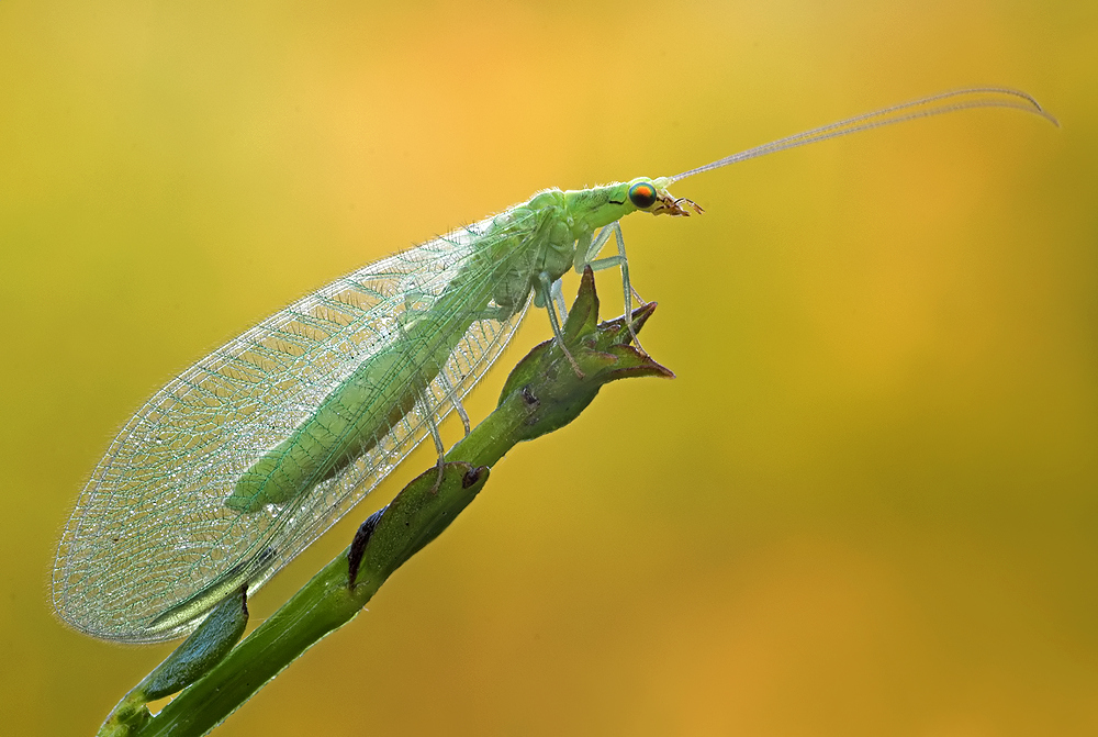 Florfliege (Forum für Naturfotografen)