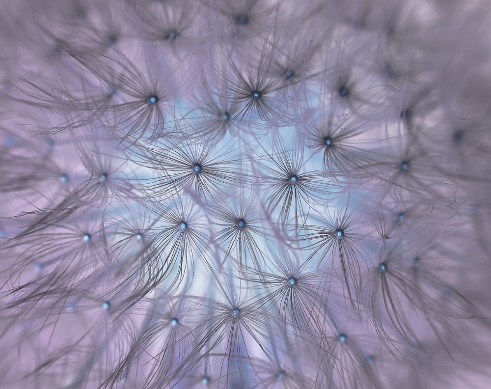 Pusteblume (Forum für Naturfotografen)