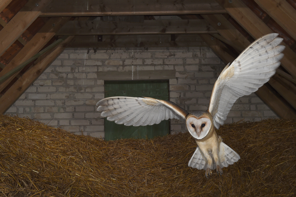 Für die Schleiereulen (Forum für Naturfotografen)