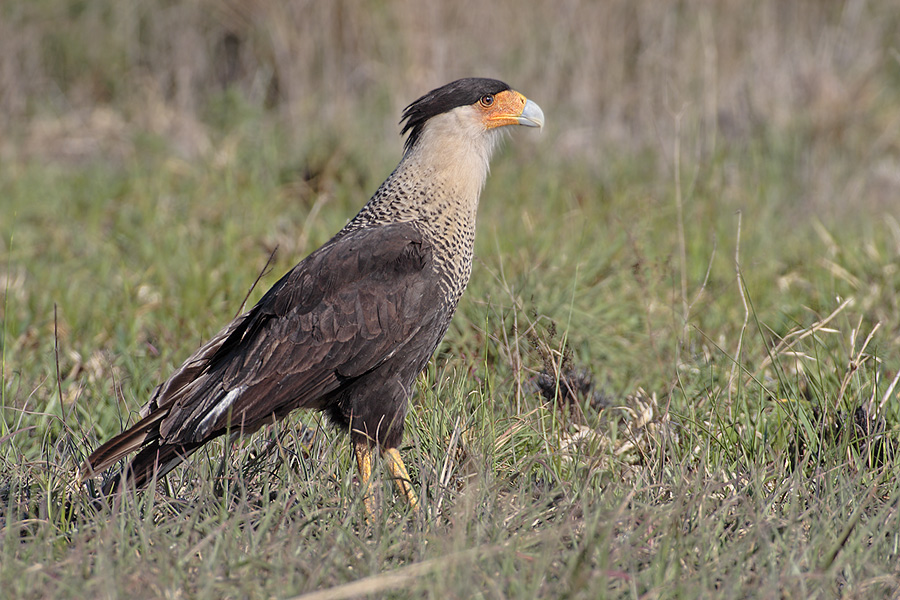 Karakara (Doku) (Forum für Naturfotografen)
