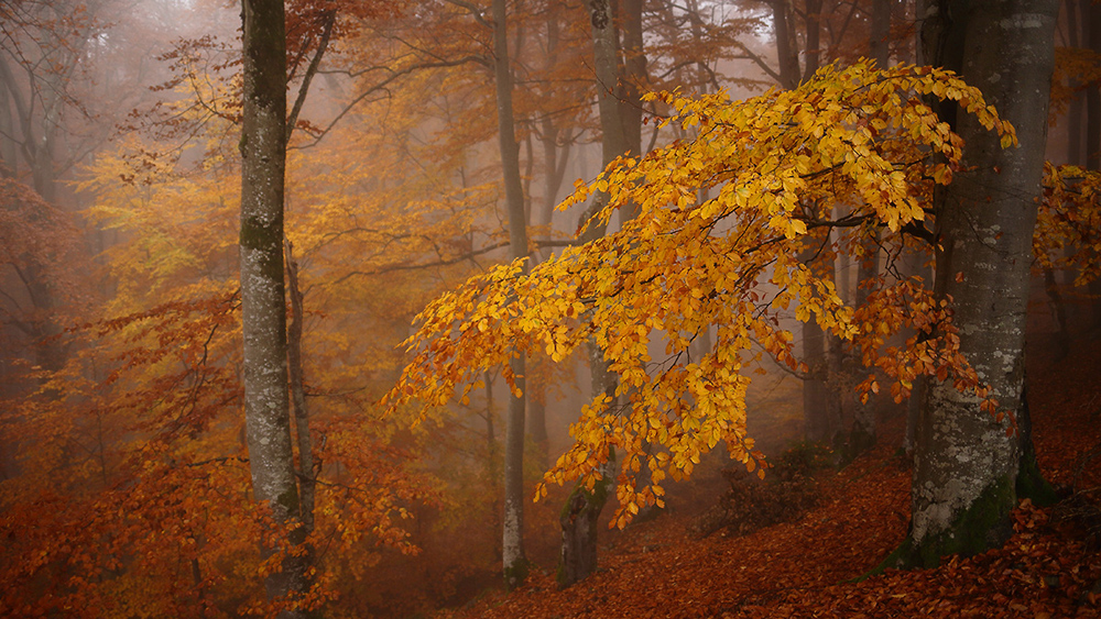 Nebel im Buchenwald (Forum für Naturfotografen) Nebel im Buchenwald (Forum für Naturfotografen)