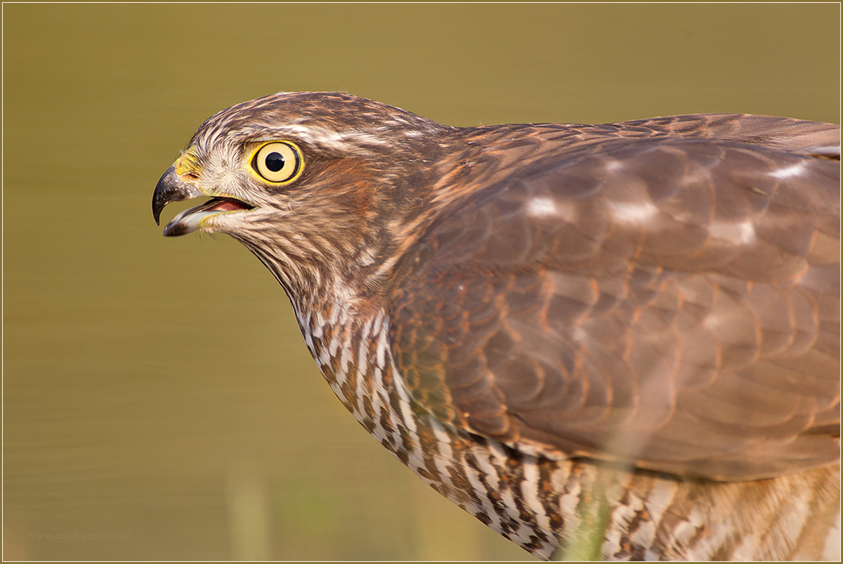 „Junger Sperber“ (Forum für Naturfotografen)