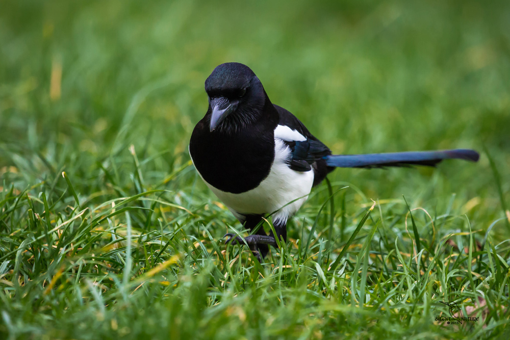Elster (Forum für Naturfotografen)